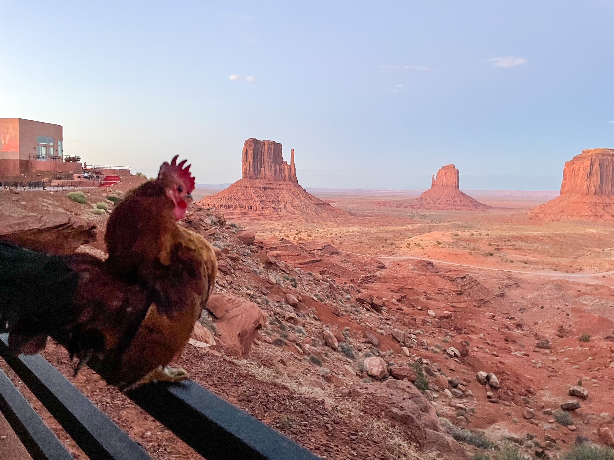 The Secret Life of Poultry: Where is Scruffy? - Backyard Poultry